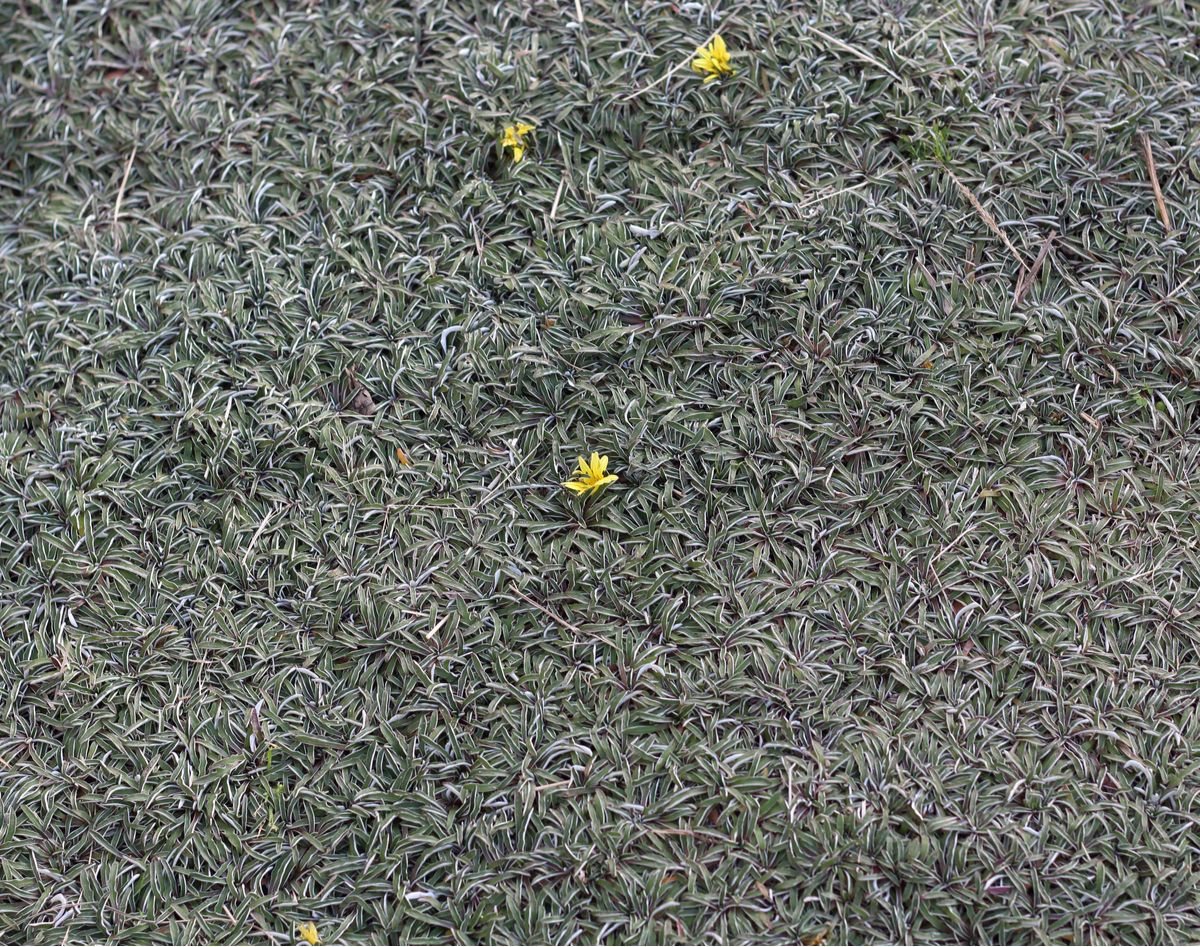 10 Drought-Tolerant Ground Covers - Full Sun | Install-It-Direct