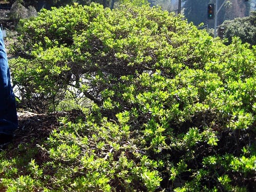 How to Garden in Southern California's Clay Soil | Install-It-Direct