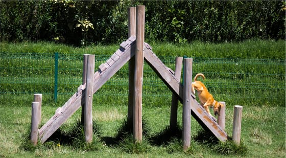 A Guide To Backyard Dog Run Ideas | Install-It-Direct