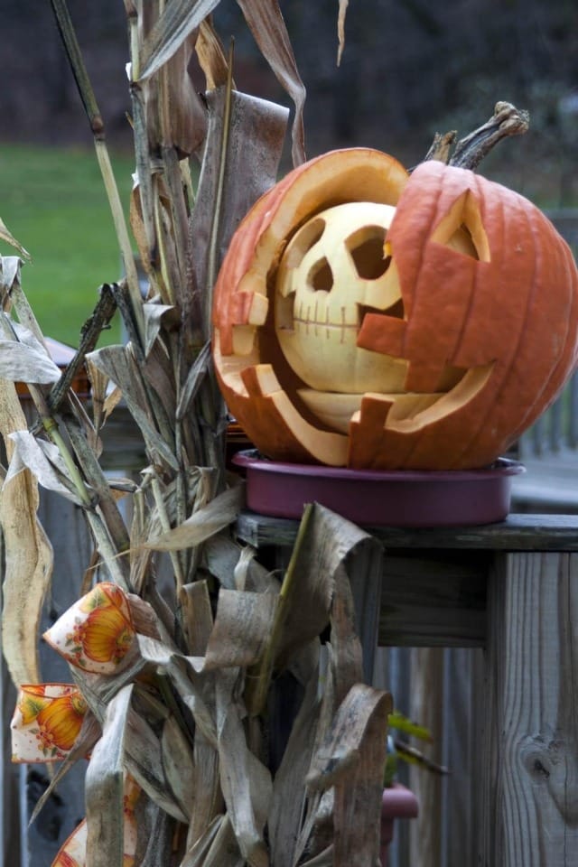 How to Grow Pumpkins For Halloween This Year | Install-It-Direct