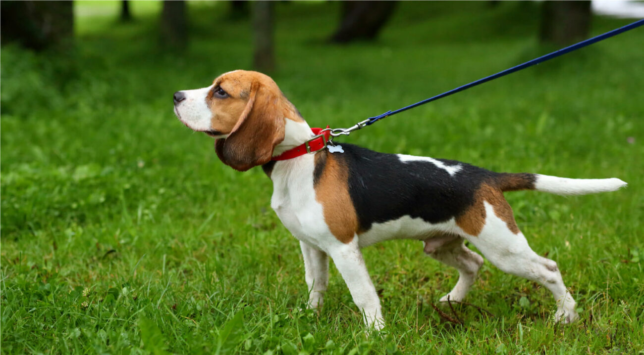 A Guide To Backyard Dog Run Ideas | Install-It-Direct