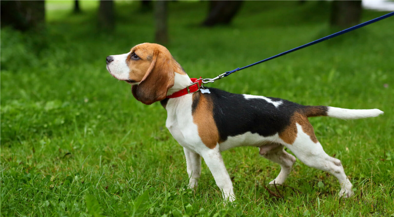 A Guide To Backyard Dog Run Ideas | Install-It-Direct