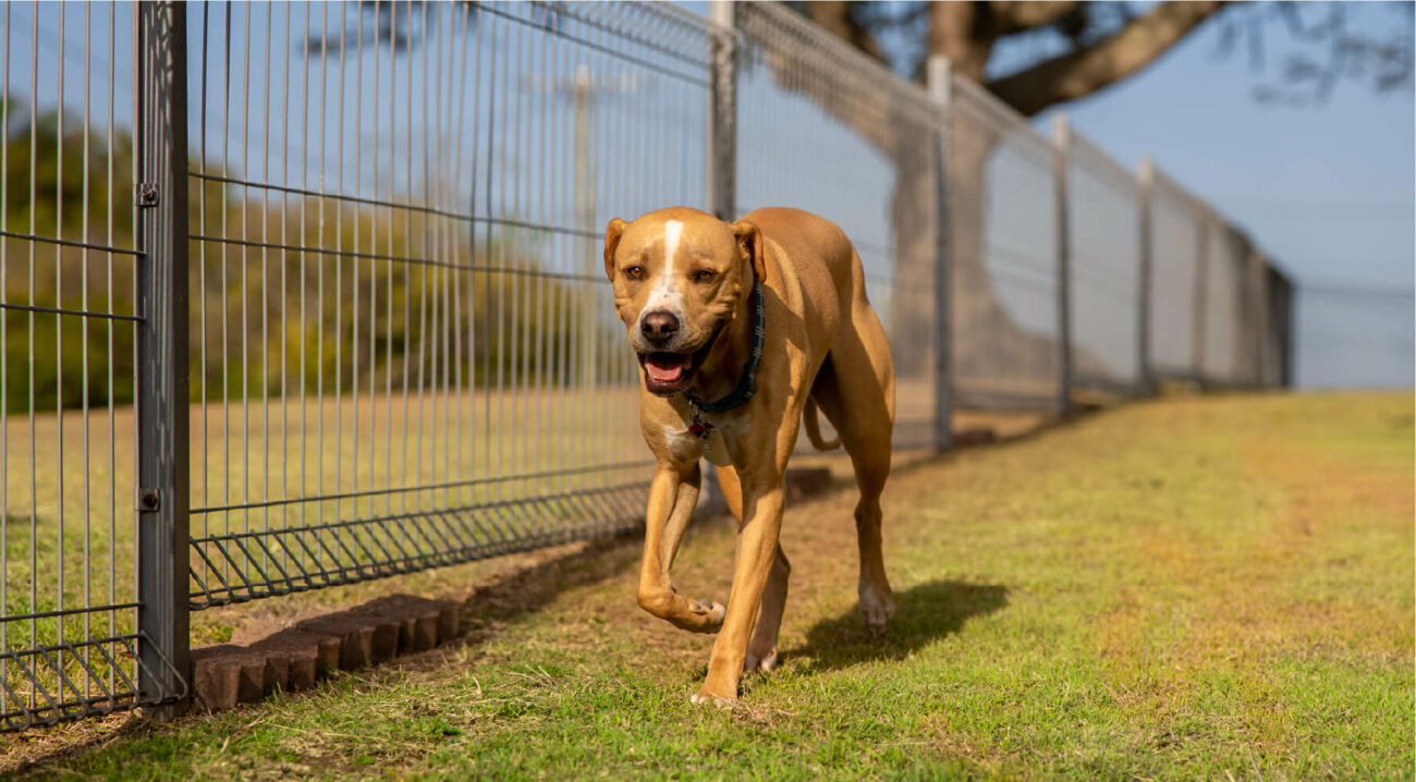 A Guide To Backyard Dog Run Ideas | Install-It-Direct