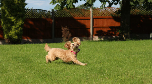 A Guide To Backyard Dog Run Ideas | Install-It-Direct