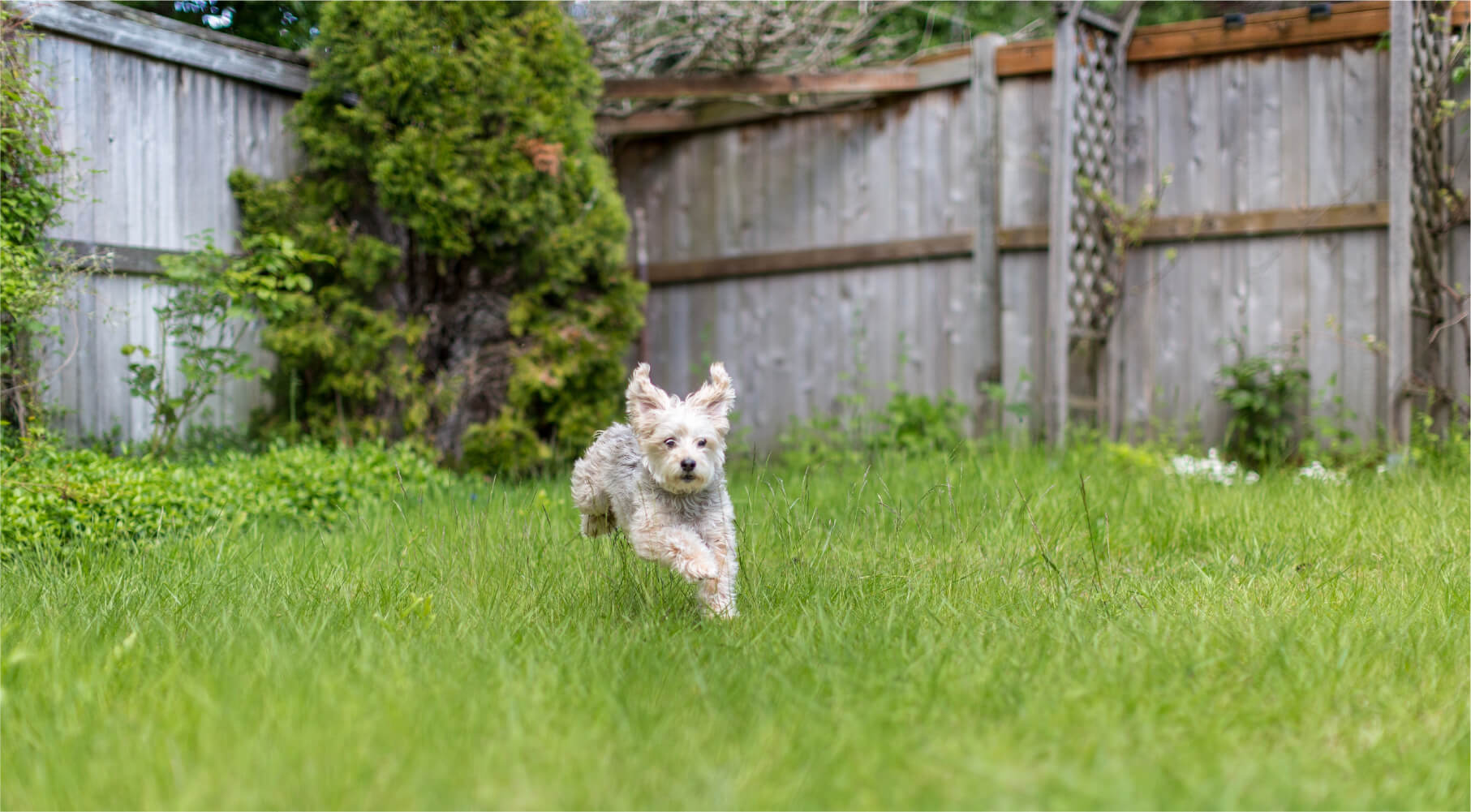 A Guide To Backyard Dog Run Ideas | Install-It-Direct