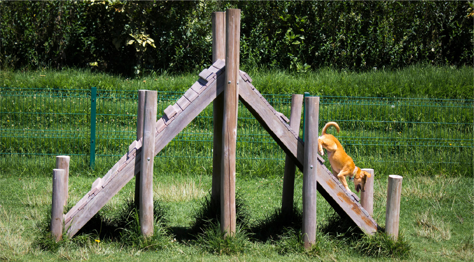 A Guide To Backyard Dog Run Ideas | Install-It-Direct