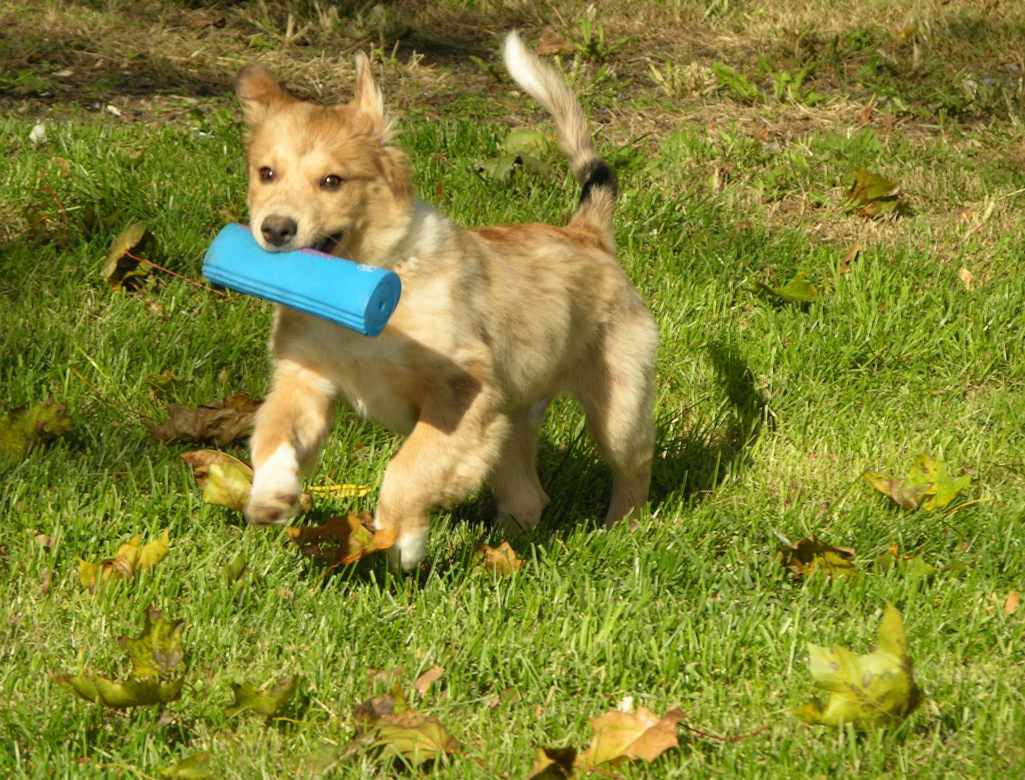 How to Build a Backyard Dog Park in San Diego | Install-It-Direct