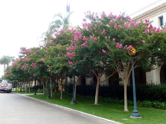 10 Trees & Plants that Signal Fall in a SoCal Garden | Install-It-Direct