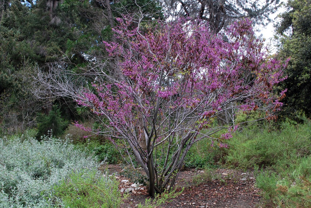 10 Drought-Tolerant Trees for San Diego | INSTALL-IT-DIRECT 10 Drought-Tolerant Trees for San Diego | INSTALL-IT-DIRECT