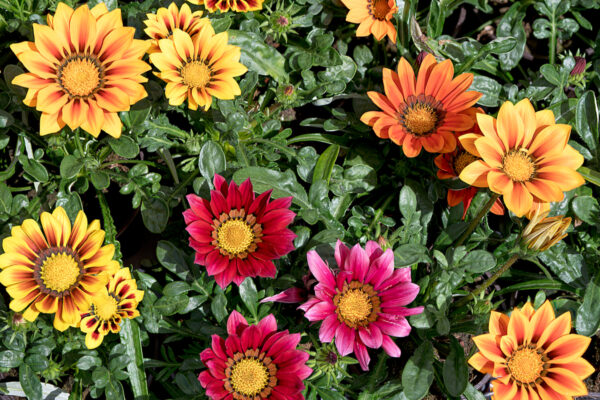 10 Drought-Tolerant Ground Covers - Full Sun | Install-It-Direct