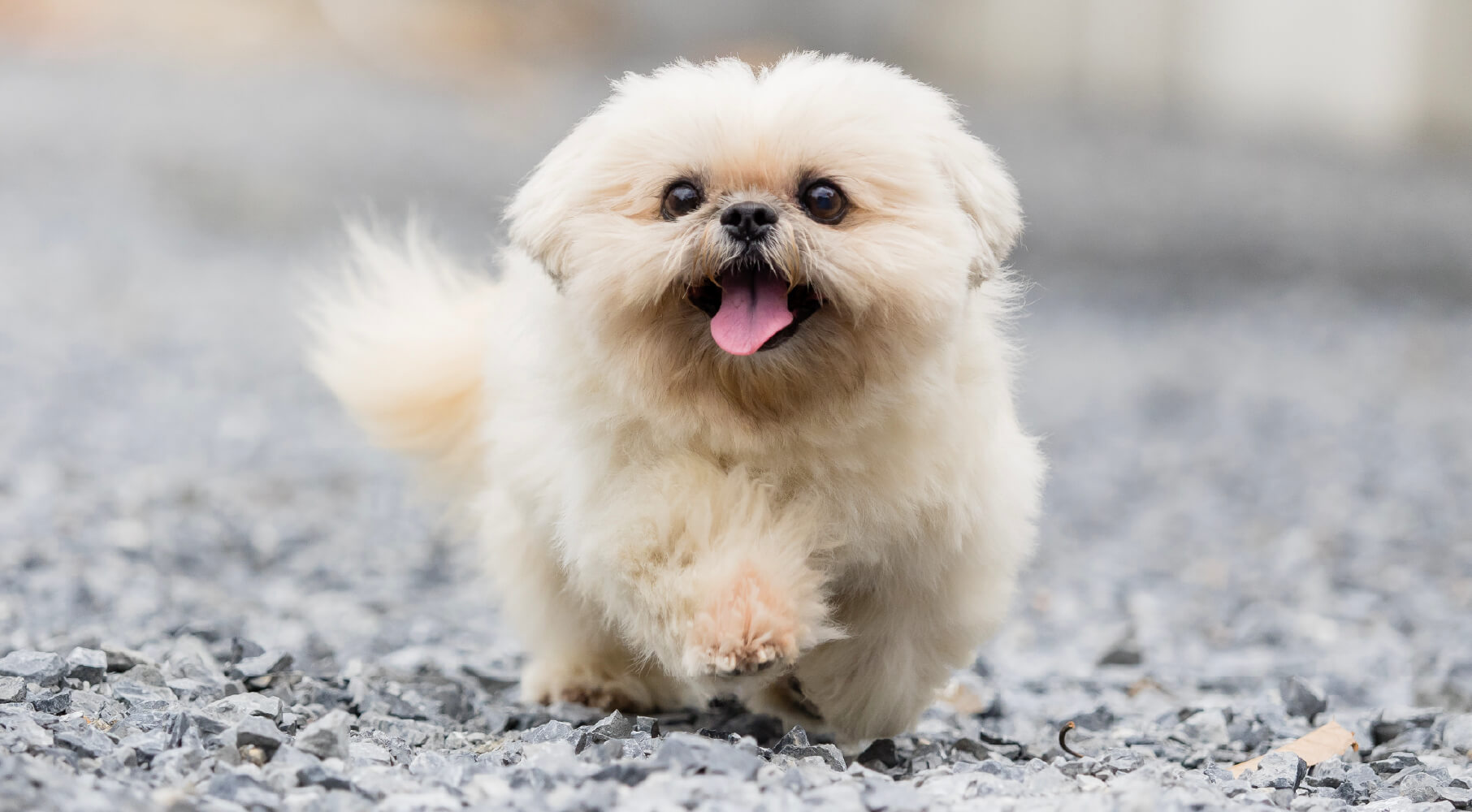 Dog-Friendly Ground Cover & Alternatives for Grass