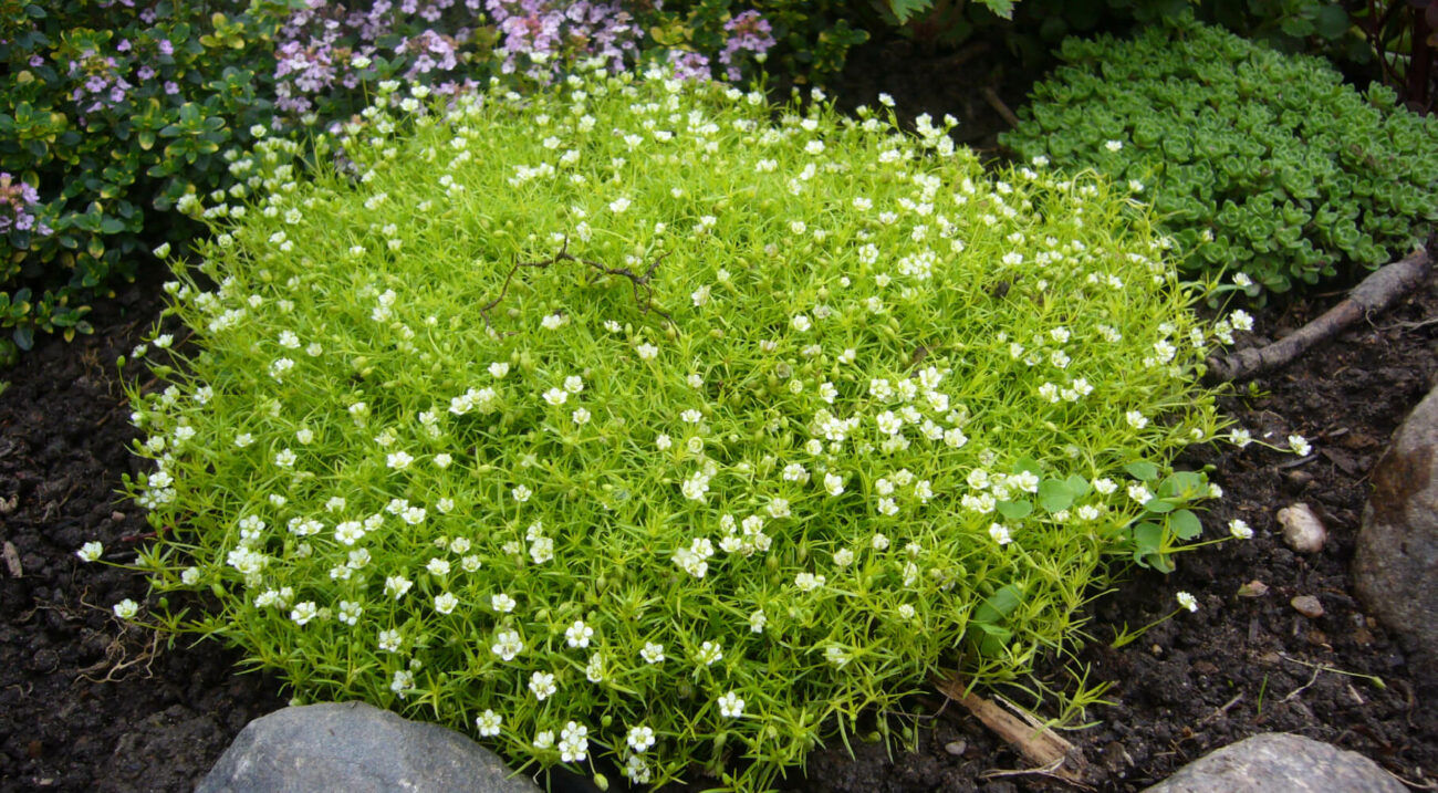 Dog-Friendly Ground Cover & Alternatives for Grass