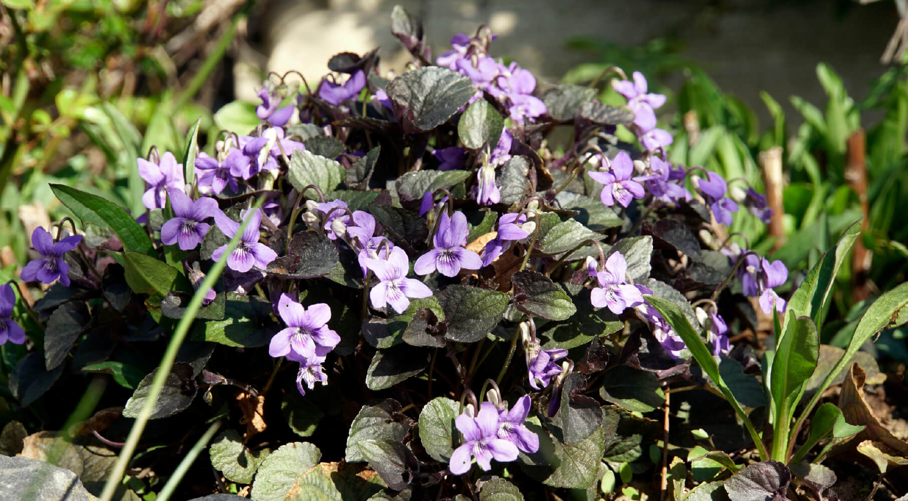 Dog-Friendly Ground Cover & Alternatives for Grass