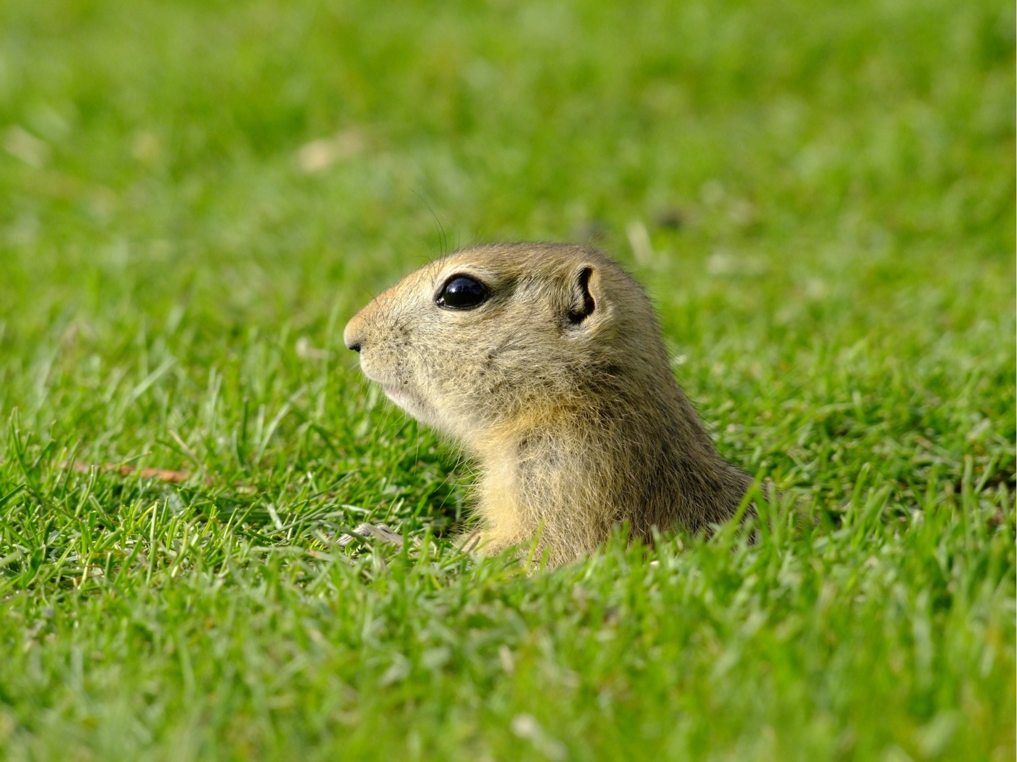How To Get Rid Of Gophers Naturally Guide without Poison Or Gas 