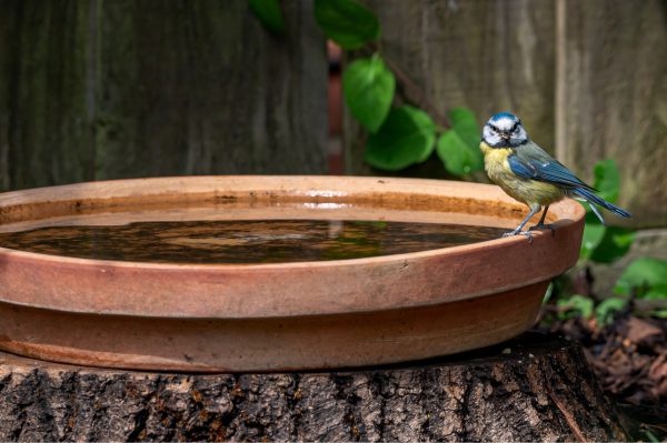 5 Easy DIY Bird Baths - INSTALL-IT-DIRECT