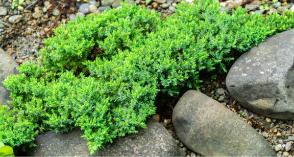 13 Low-Maintenance Ground Cover Plants - INSTALL-IT-DIRECT