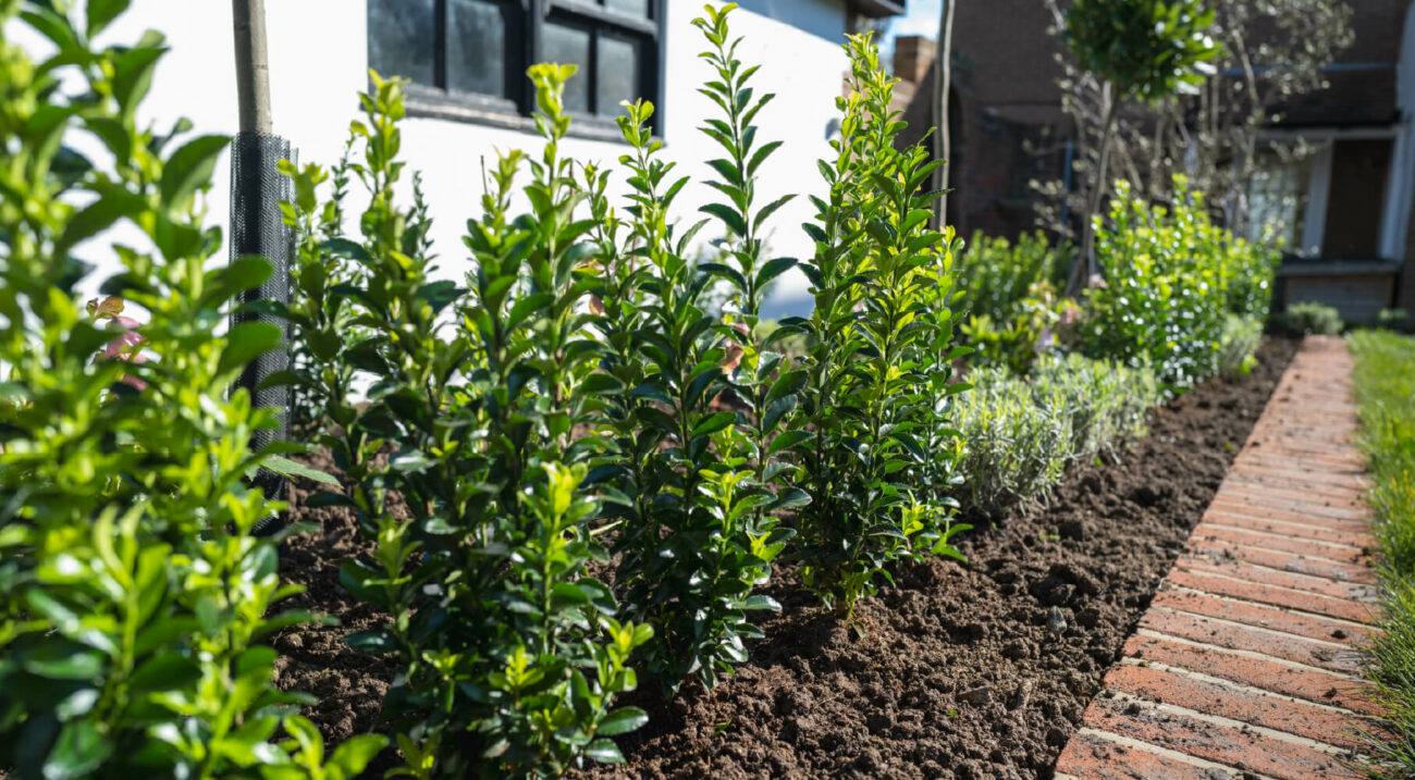 Best 15 Small Trees for Southern California Yards | Install-It-Direct