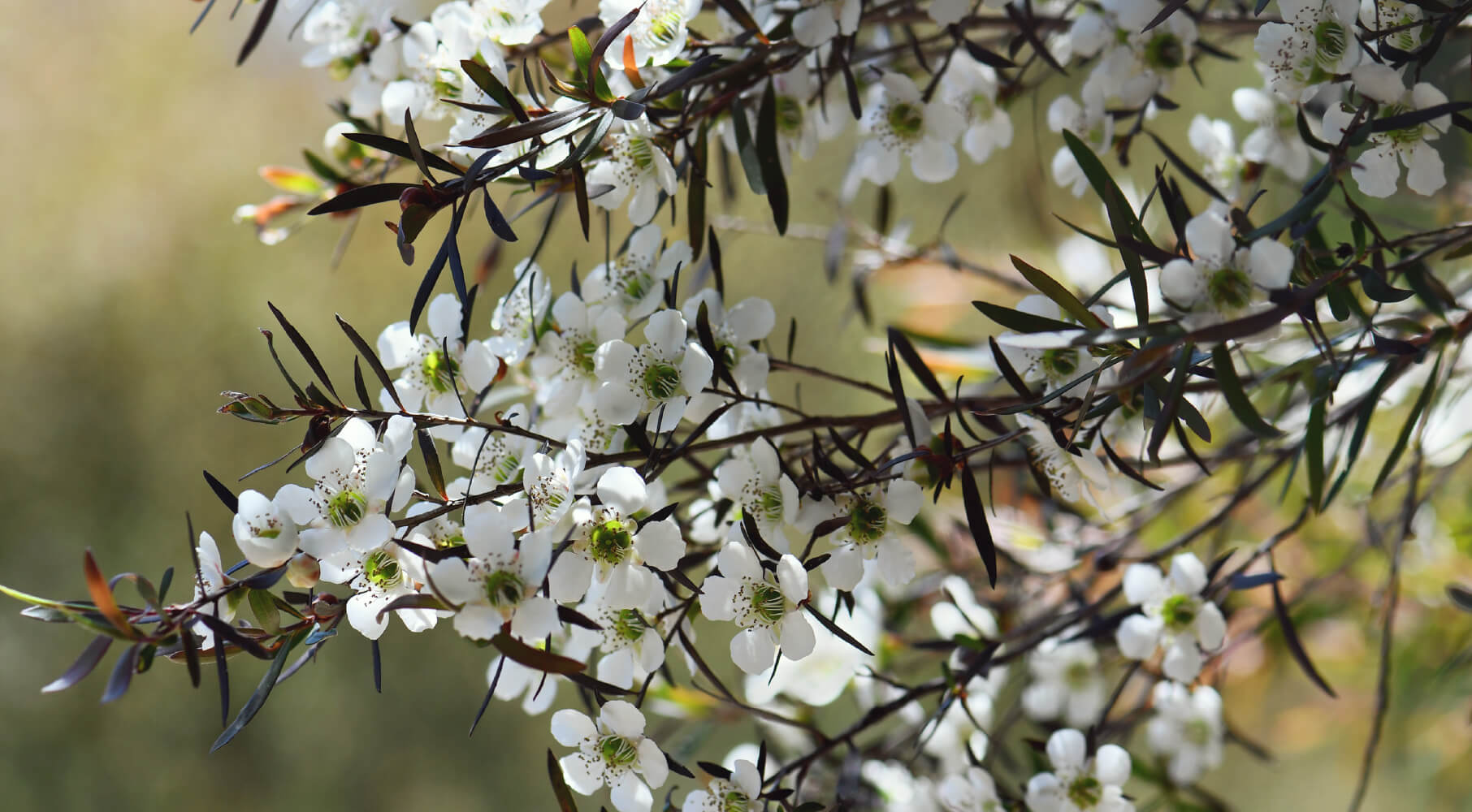 Best 15 Small Trees for Southern California Yards | Install-It-Direct